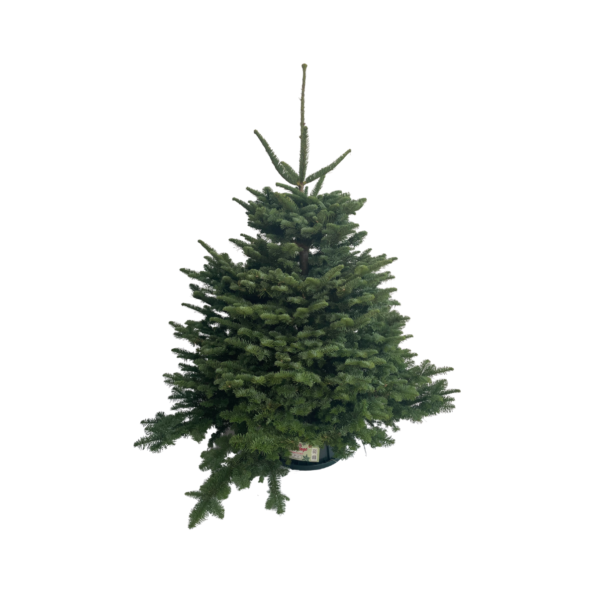 Noble Fir Tree Choosing Your Perfect Tree – U Cut And U Choose