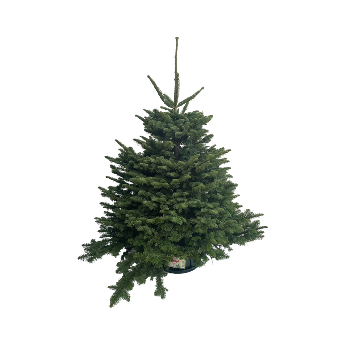 Noble Fir Fresh Cut Real Christmas Tree